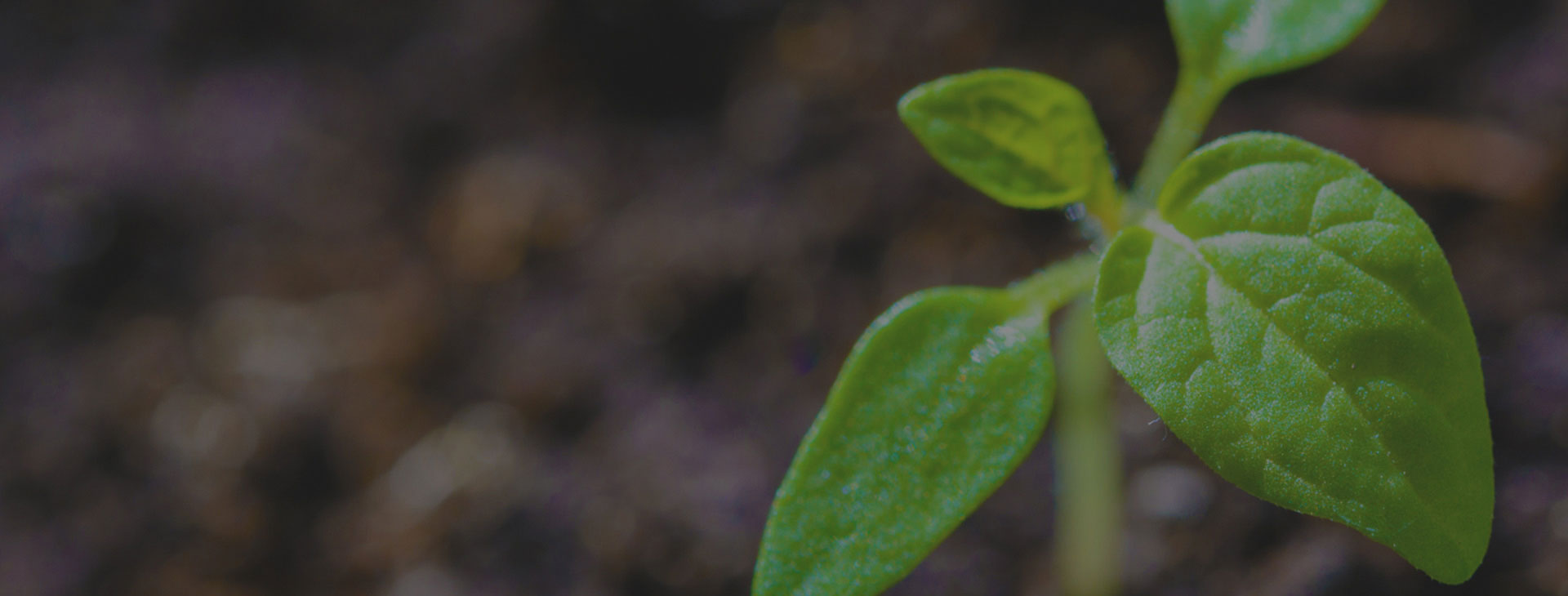 Home page | PlantHealth - Erasmus Mundus Master Degree in Sustainable ...